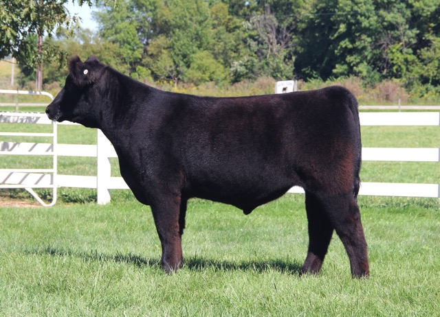 Sale Cattle | sojkafarms.com